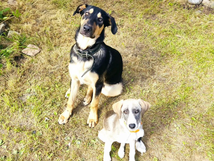 Щенки разные в дар