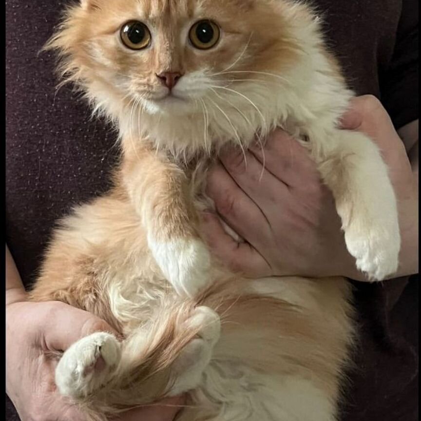 Котенок мальчик в добрые руки