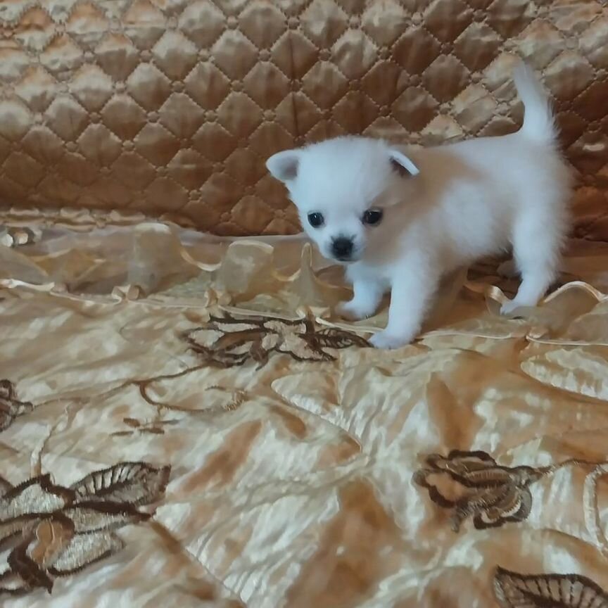 Чихуахуа, щенок