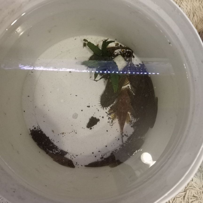 Сом Анцитрус