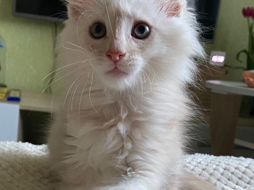 Котенок Майн-кун