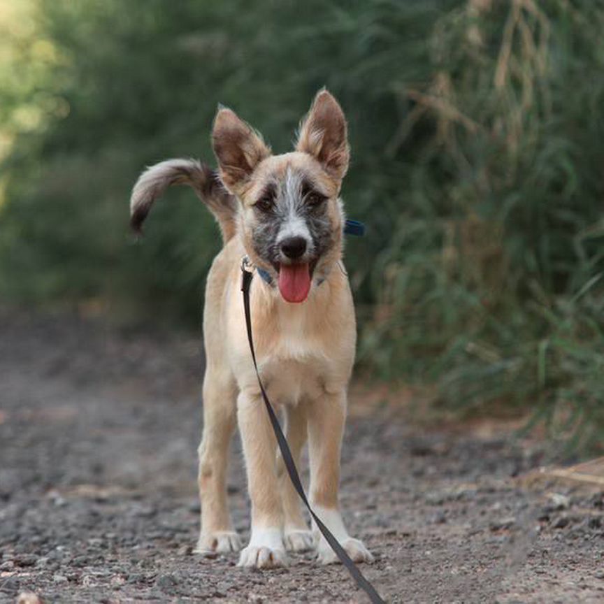 Собака в добрые руки отдам бесплатно