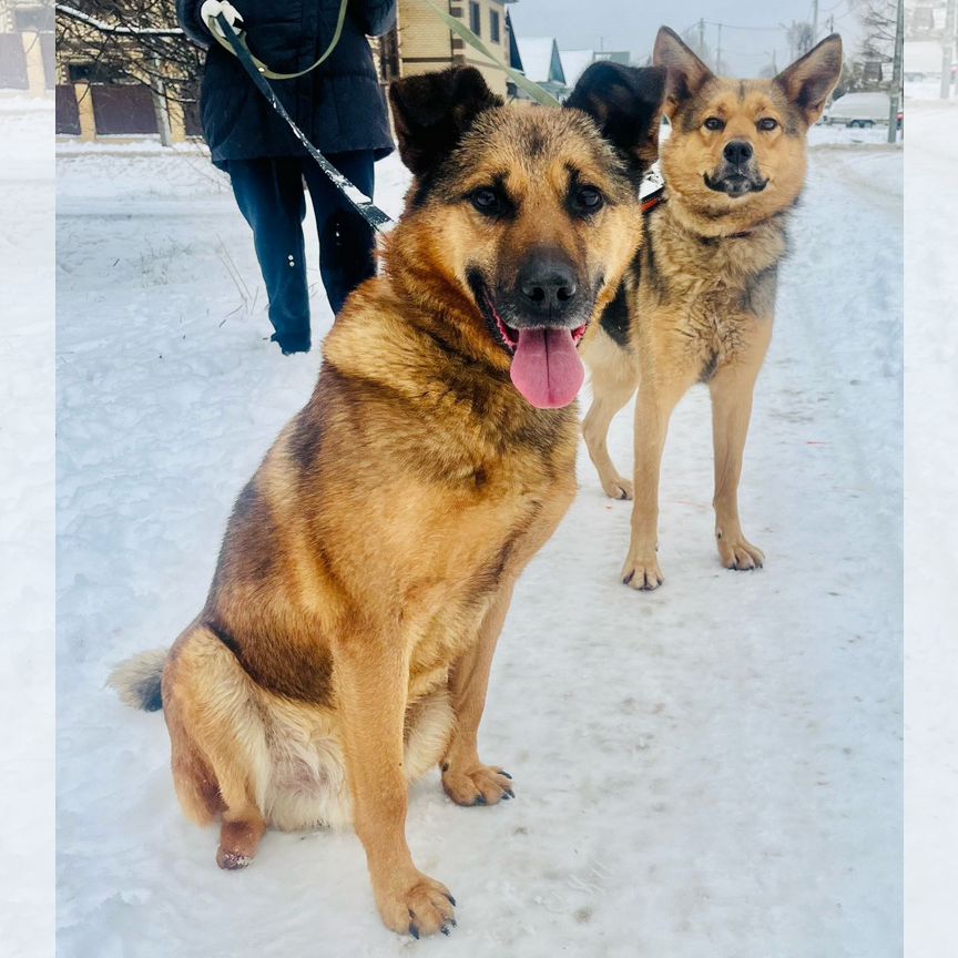 Взрослый пёс от частного владельца