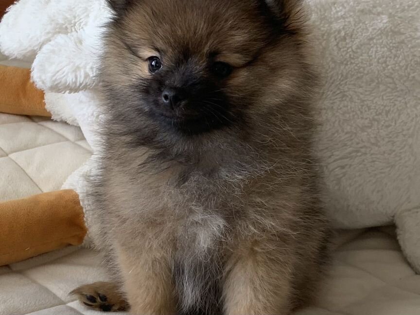 Померанские малыши