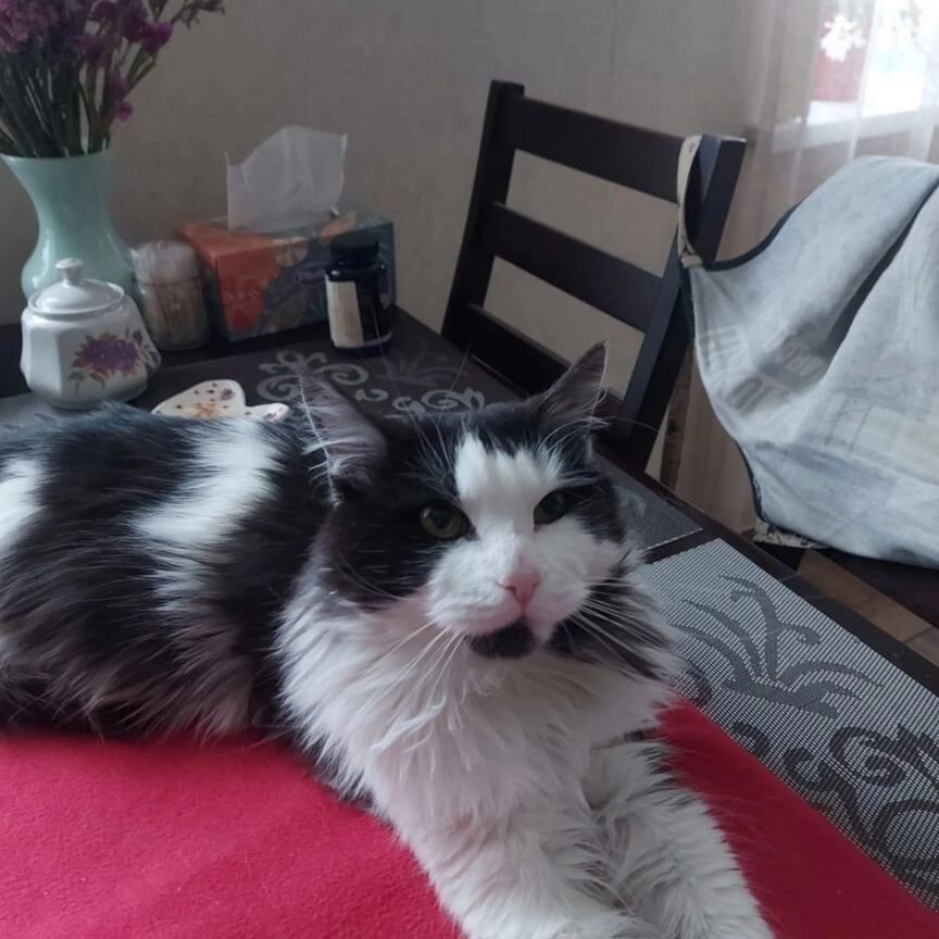 Отдам кота в добрые руки
