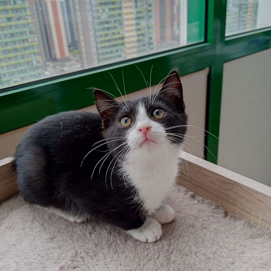 Котёнок Ларсик ждёт свою маму