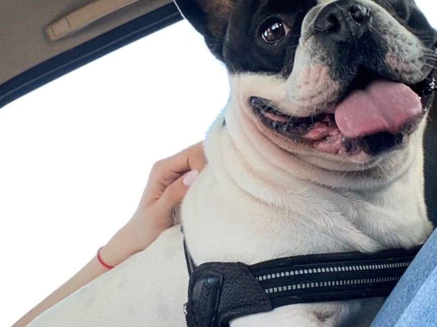 Французский бульдог кабель вязка