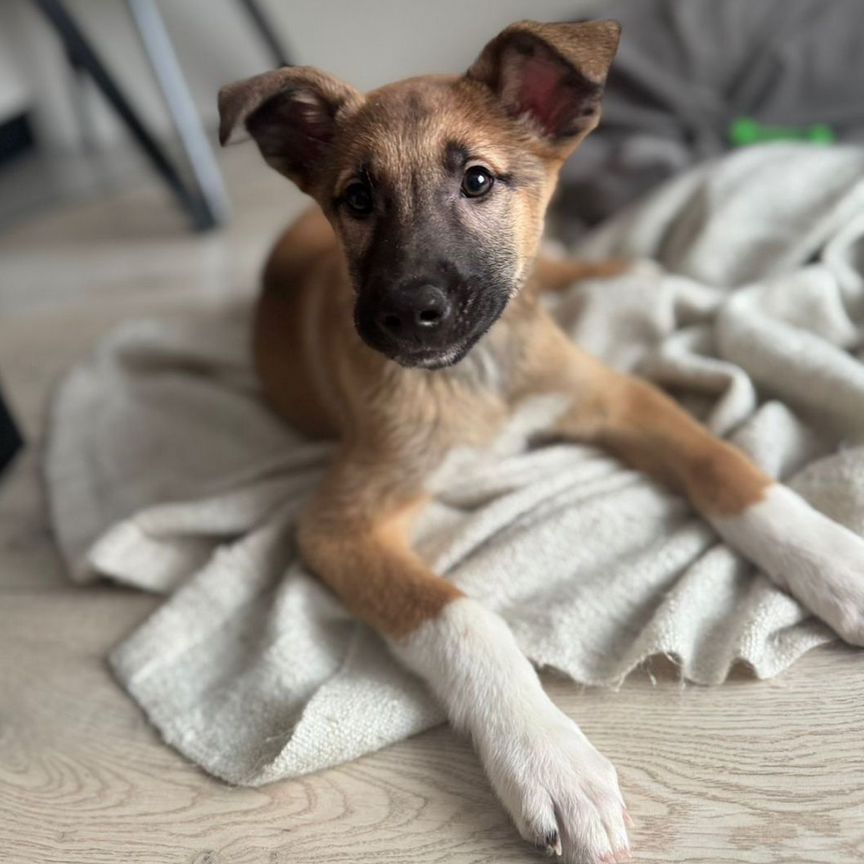 Щенок красавчик мальчик