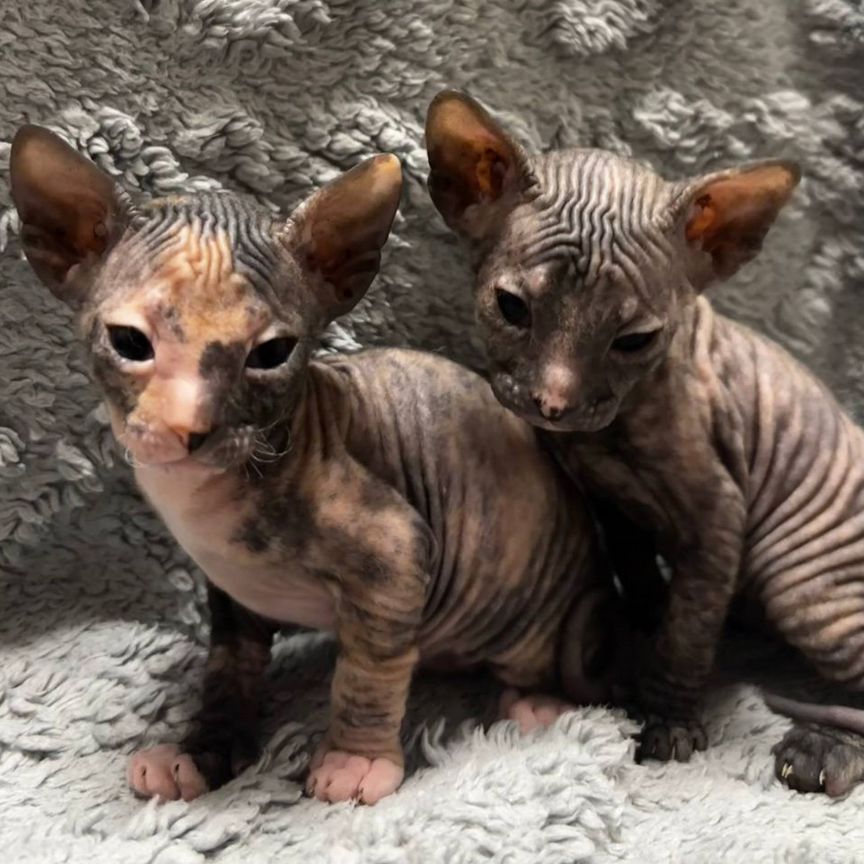 Донской сфинкс котёнок