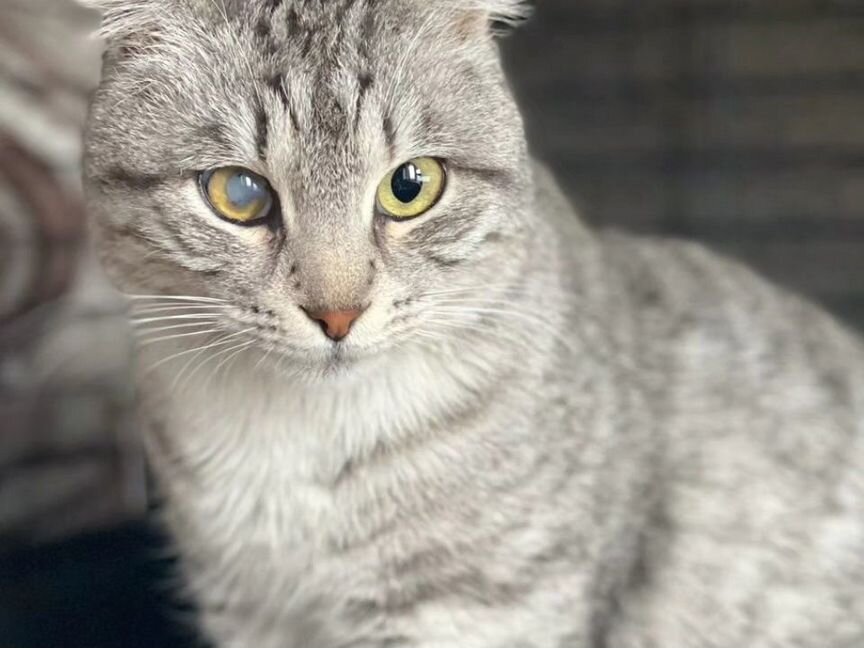 Шотландская вислоухая кошечка в добрые руки