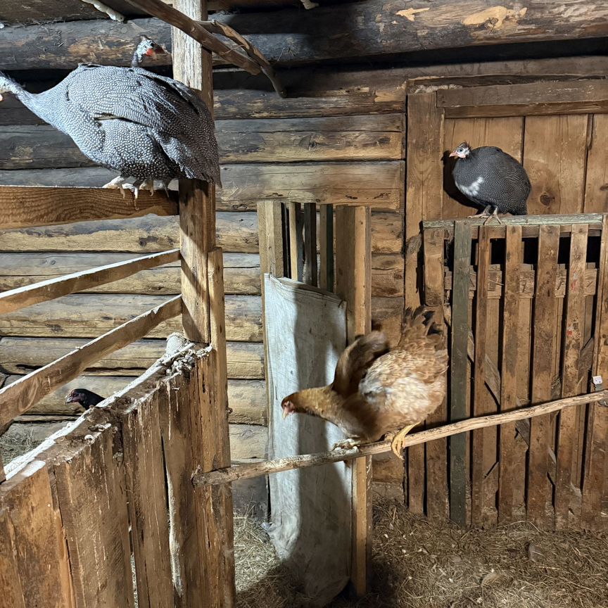 Продам 3 сесарки и две курицы