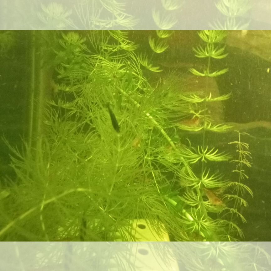 Креветки разные молодняк