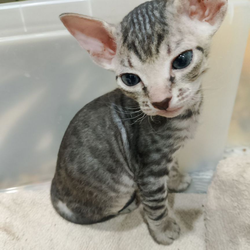 Продам котят Донского сфинкса