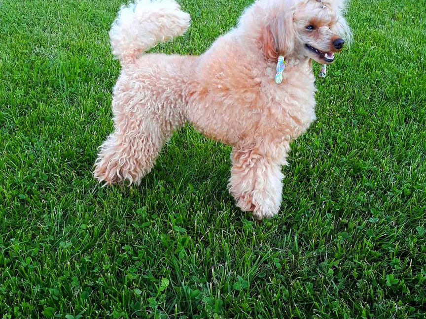 Той-пудель вязка