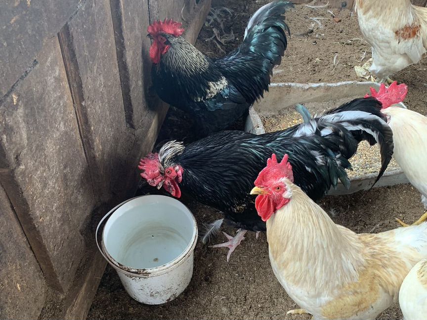 Молодые петухи