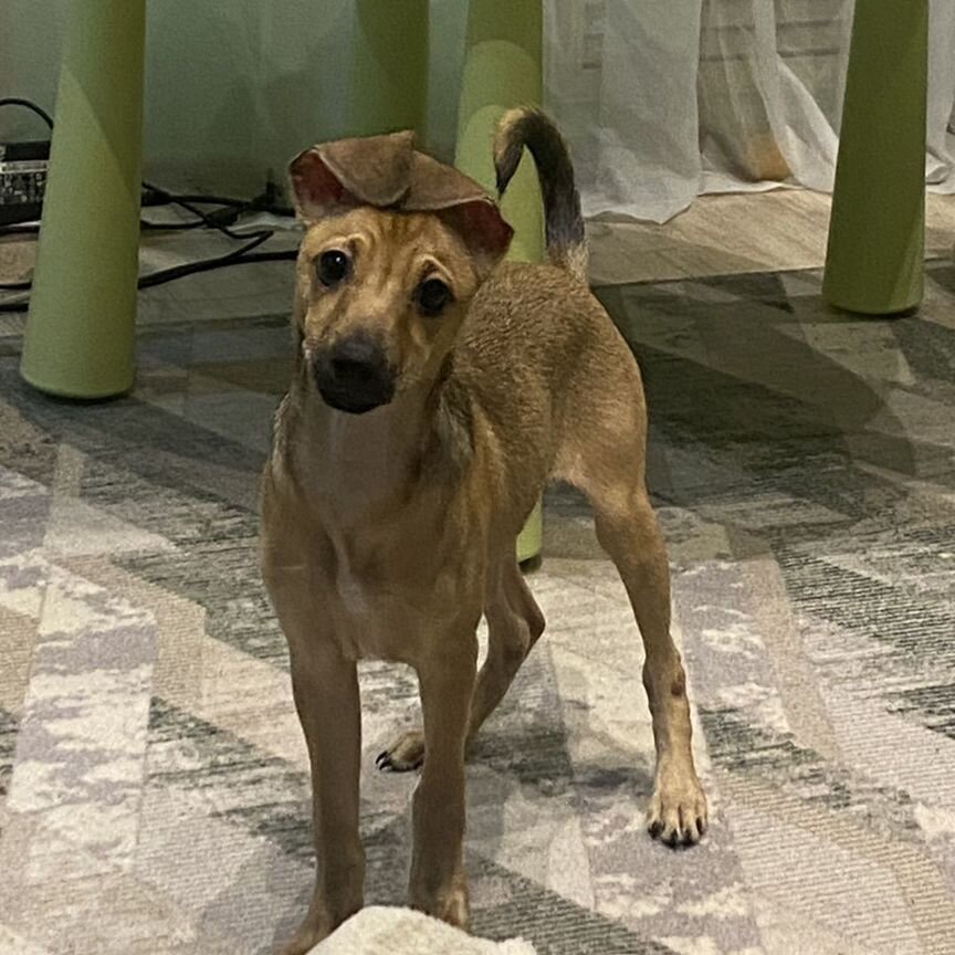 Отдам в добрые руки