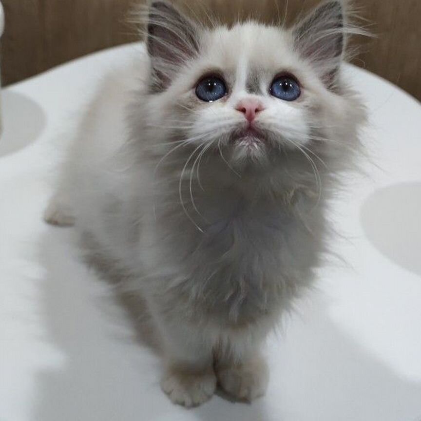 Ваниль, сладкая малышка рэгдолл