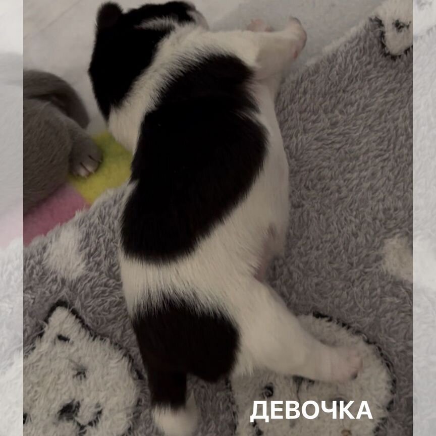 Чихуахуа, щенок