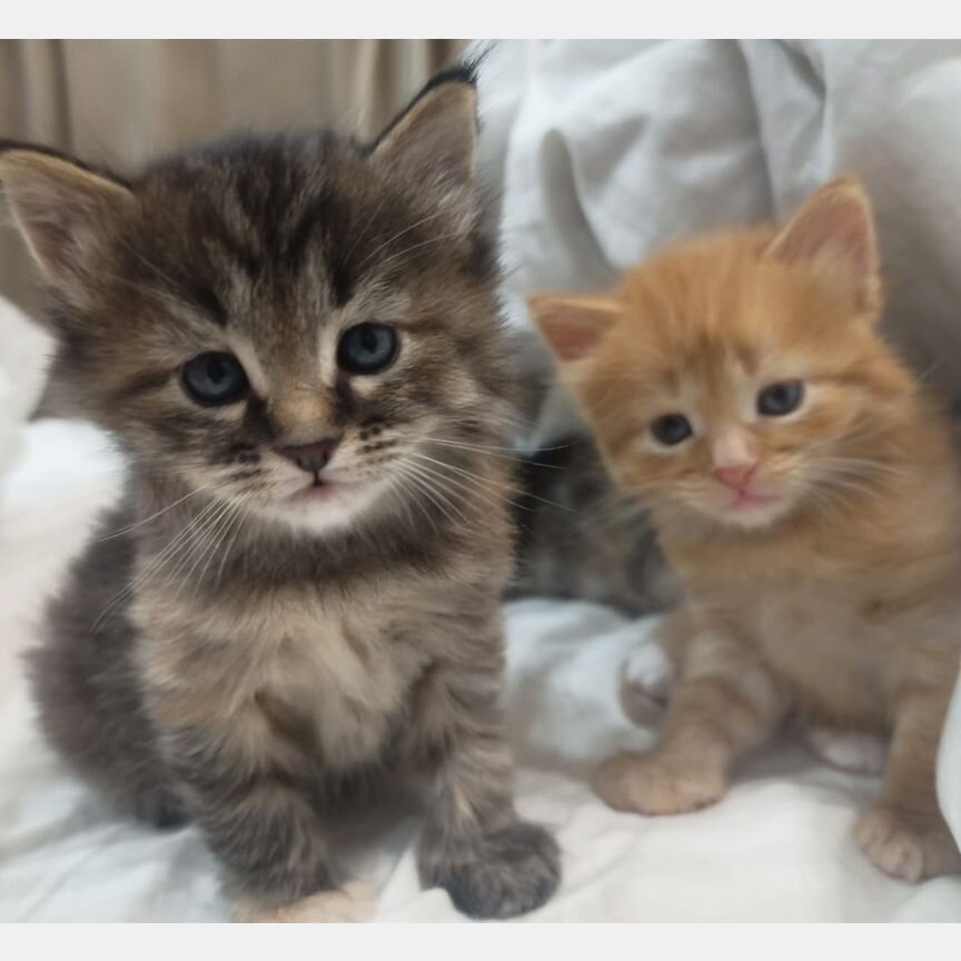 Котятки сибирской девочки