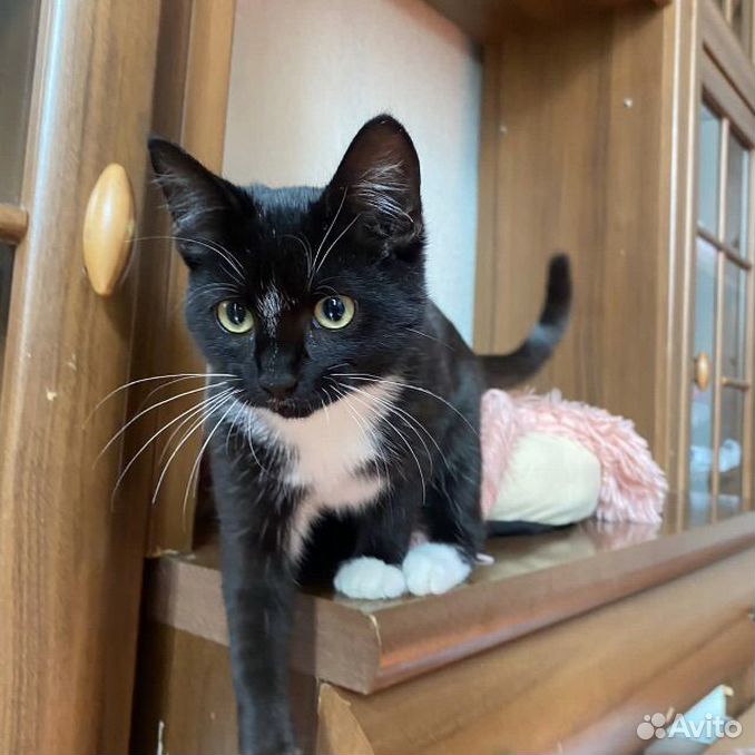 Котёнок (девочка 2,5 мес)