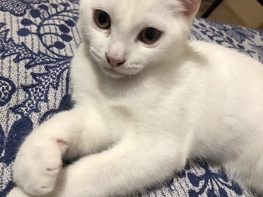 Котик