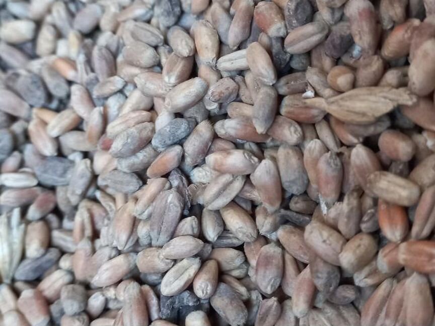 Отход пшеницы