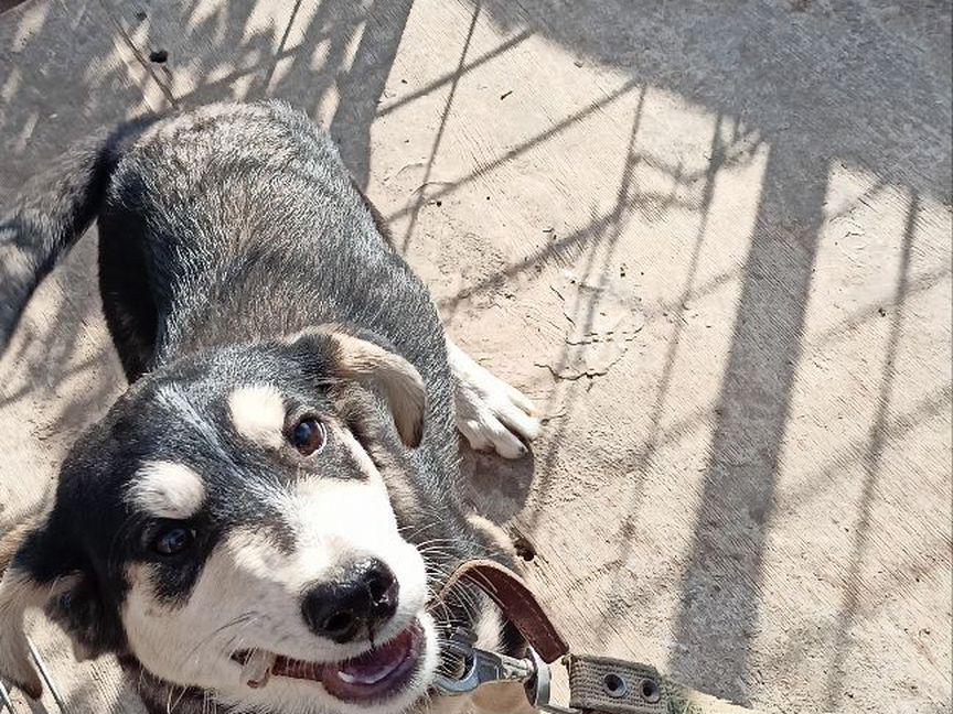 Маленькая собака в добрые руки бесплатно