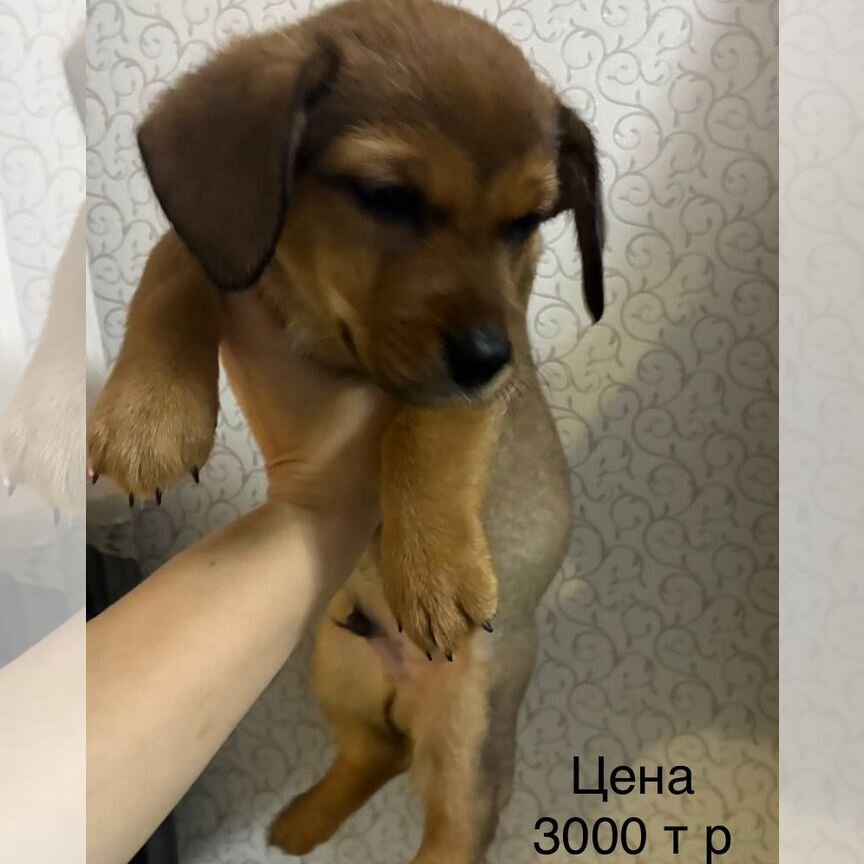 Такса, щенок