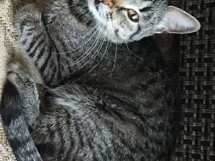 Кастрированный Вася в добрые руки