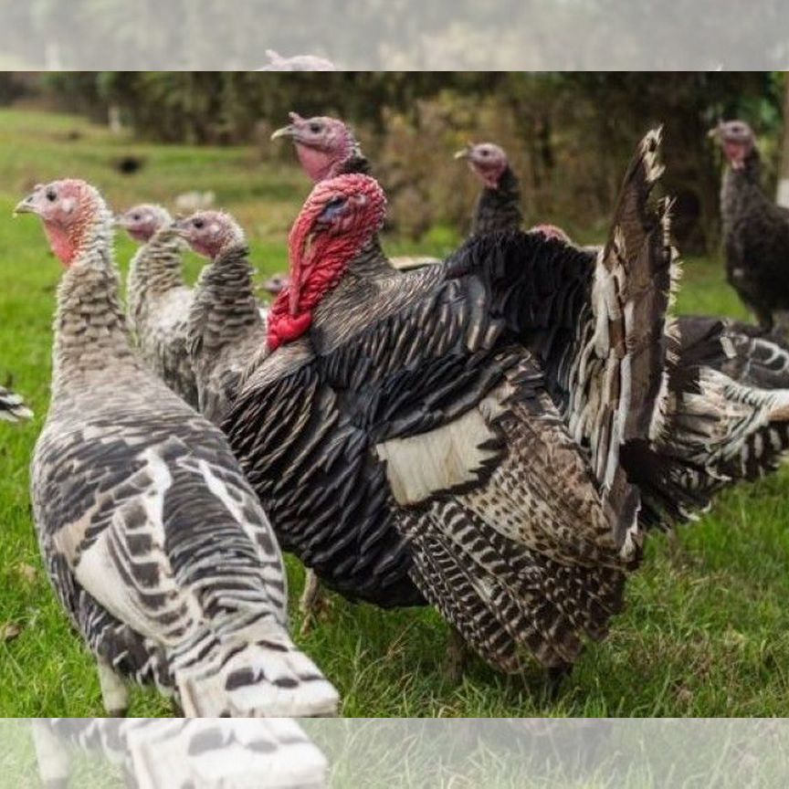 Продаются индюки и индюшки