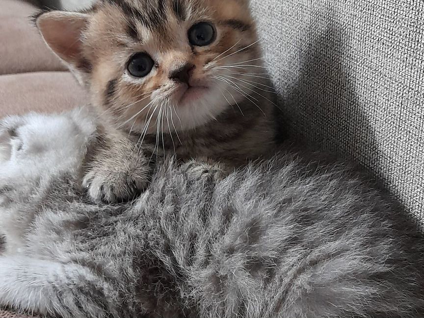 Шотландские котята