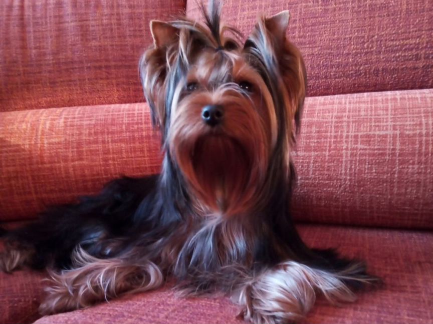 Взрослая девочка йорк