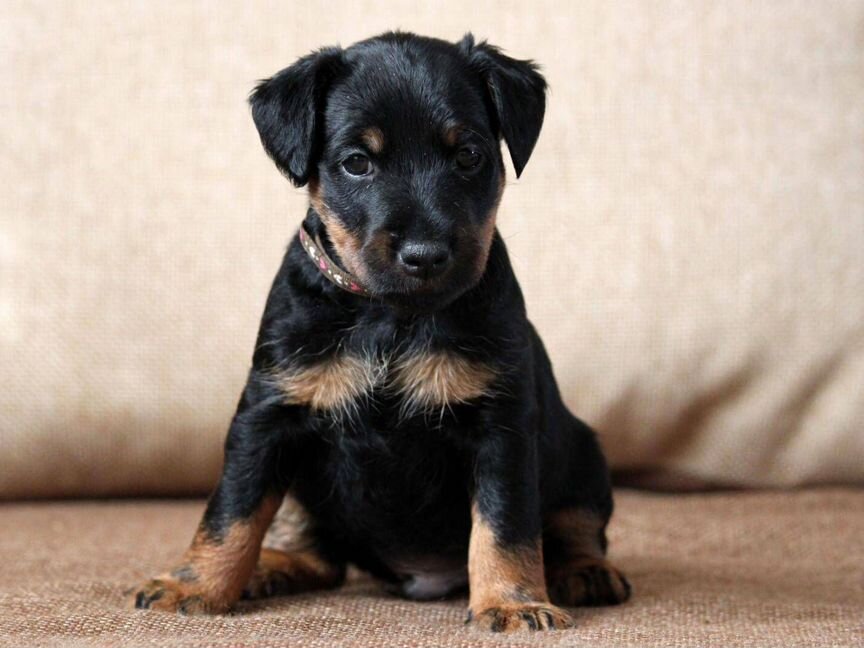 Щенки ягдтерьера