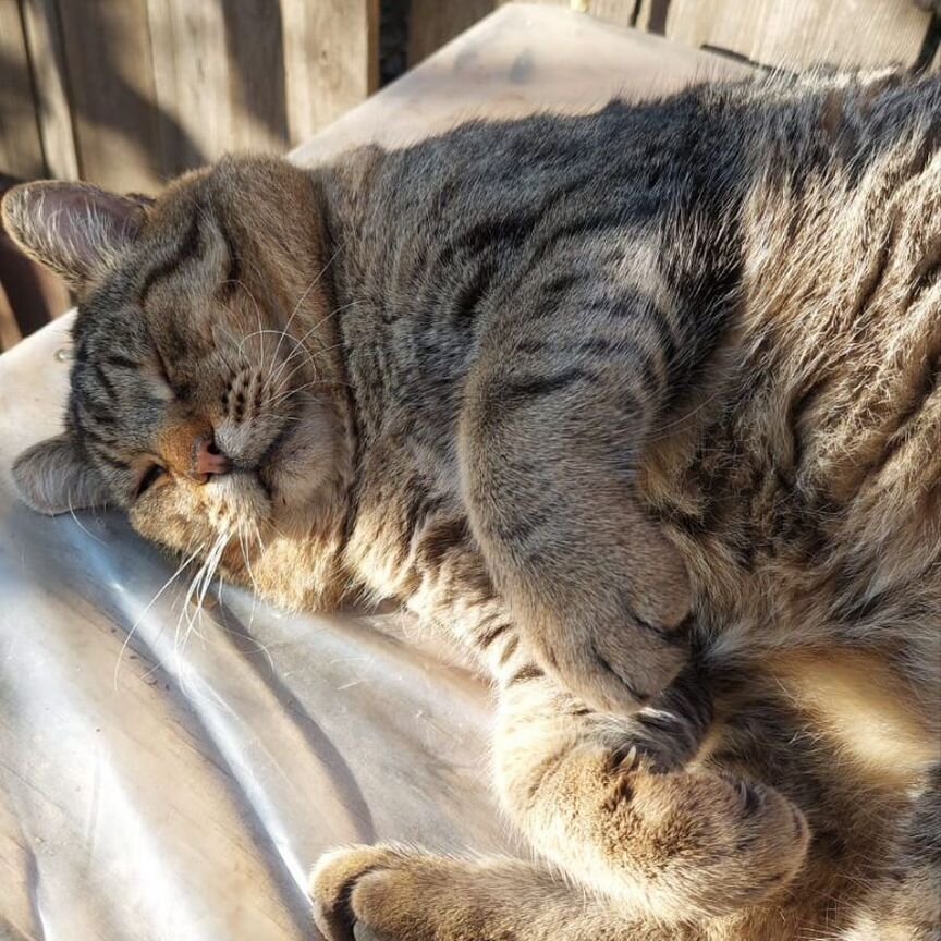 Кот в добрые руки