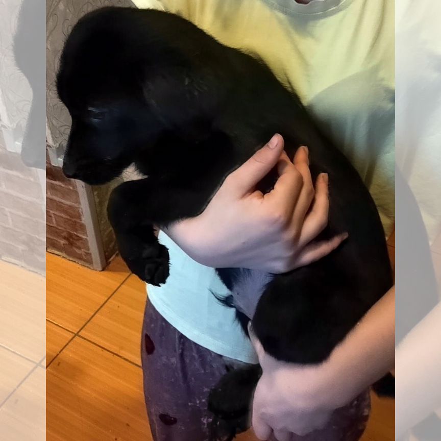 Лабрадор-ретривер, щенок