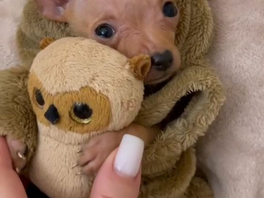 Мини той-терьер