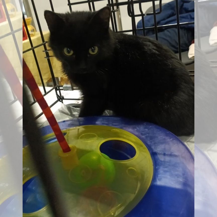 Котёнок в добрые руки