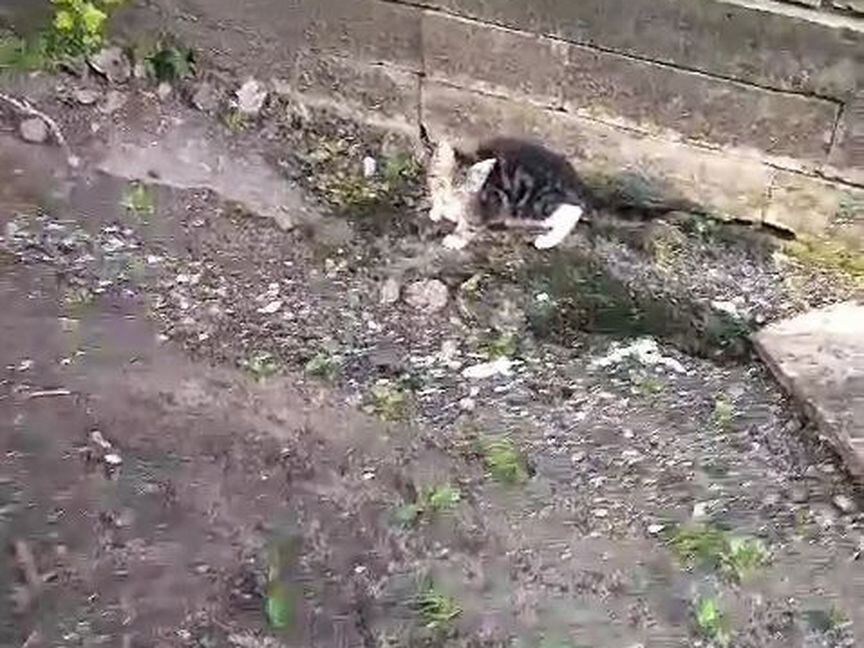 Котенок заваливается на спинку