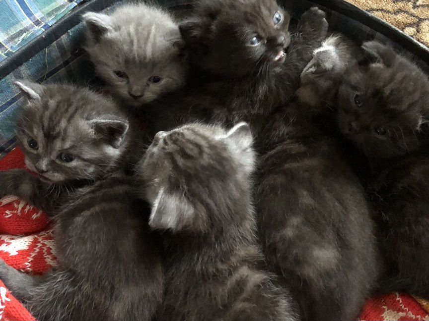 Шотландские вислоухие котята