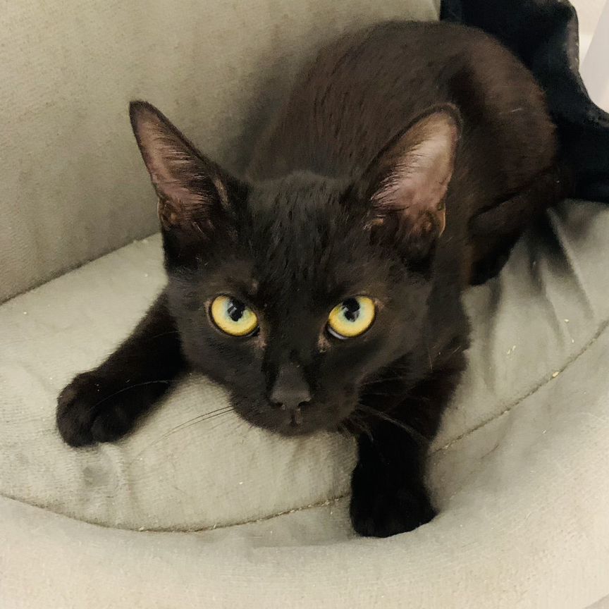 Шикарный шоколадный котенок в дар бесплатно