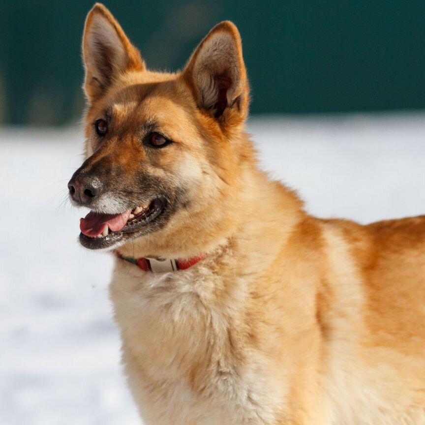 Взрослая собака в добрые руки