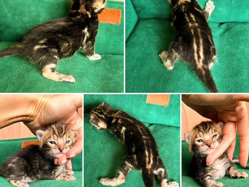 Бенгальские котята окрас мрамор