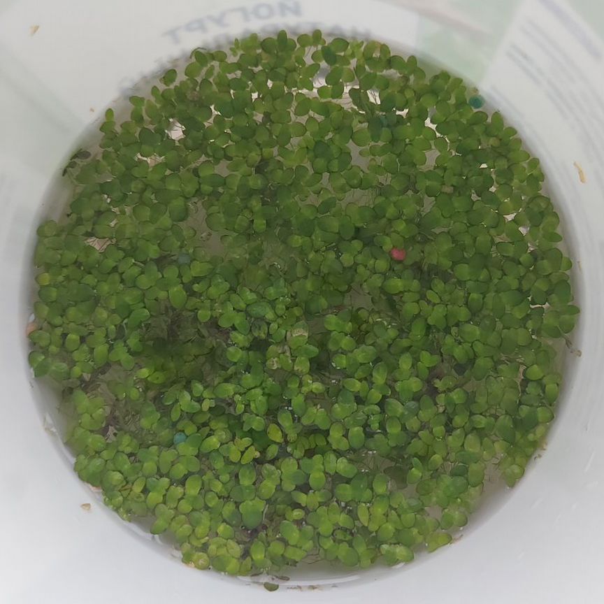 Ряска для аквариума