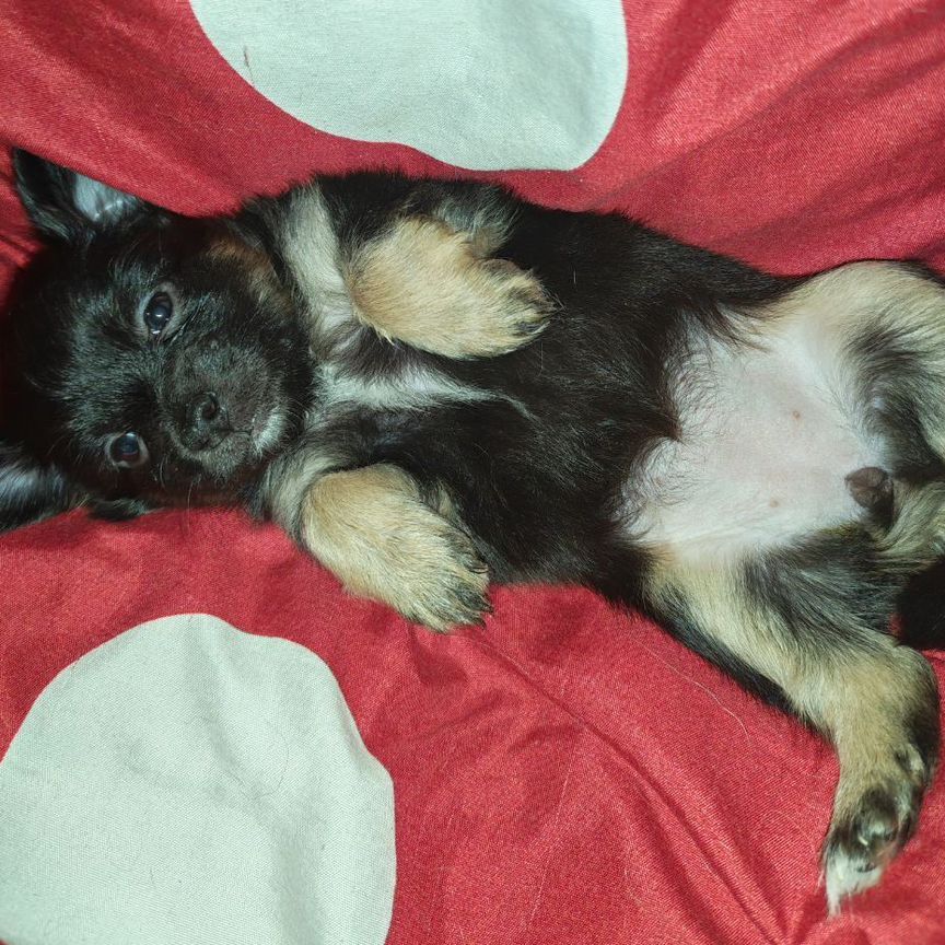 Русский той-терьер, щенок