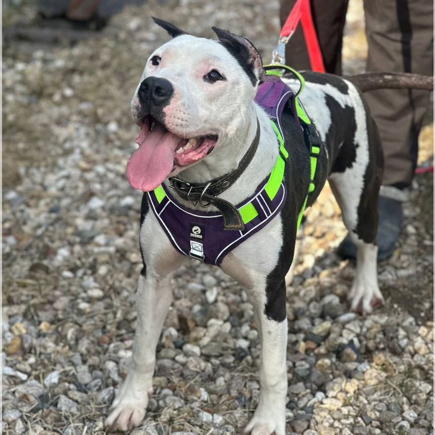 Американский стаффордширский терьер, щенок