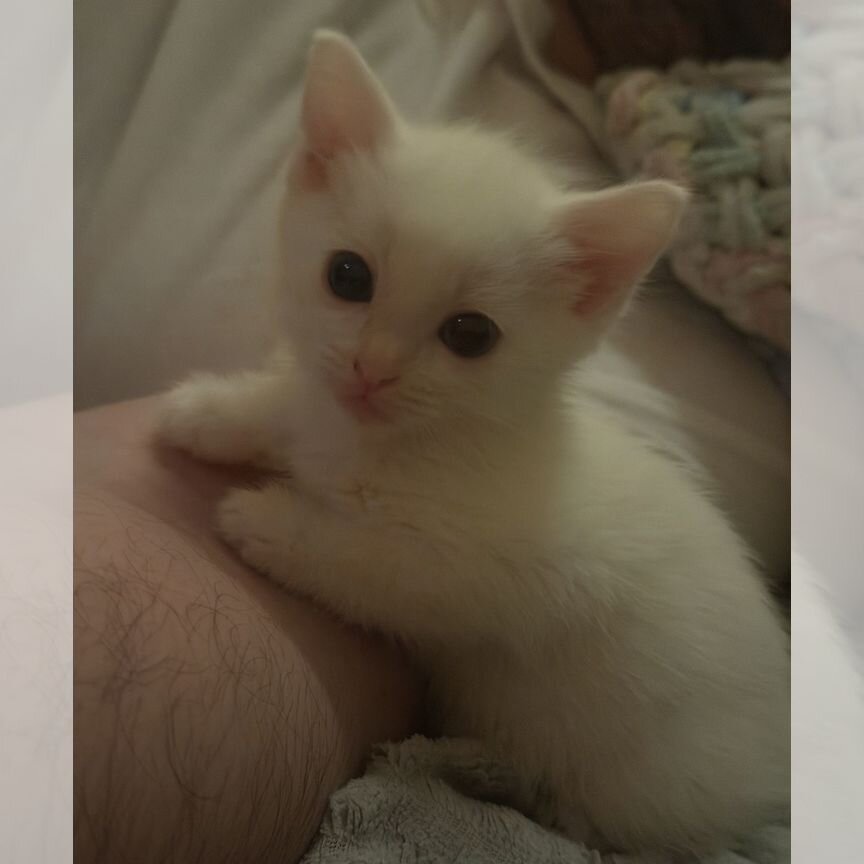 Турецкая ангора котёнок