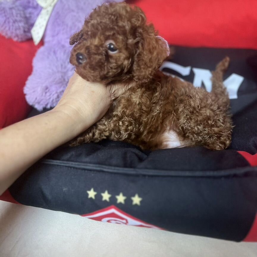 Китайский тедди пудель самый маленький