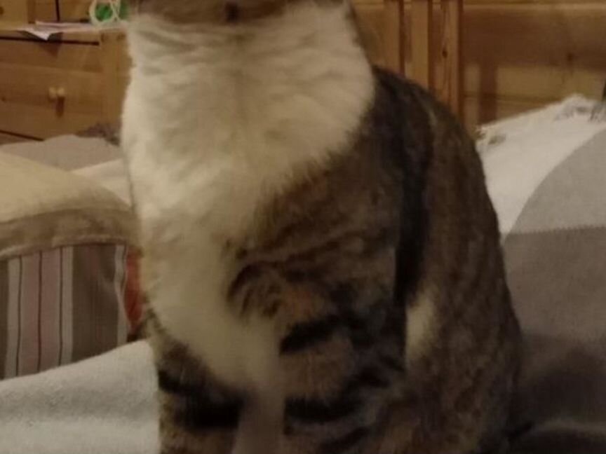 Отдам кошечку