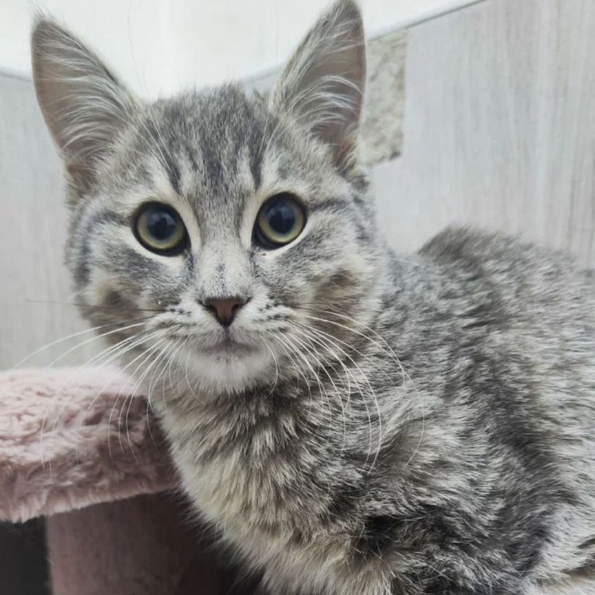 Полосатый Шарли в добрые руки