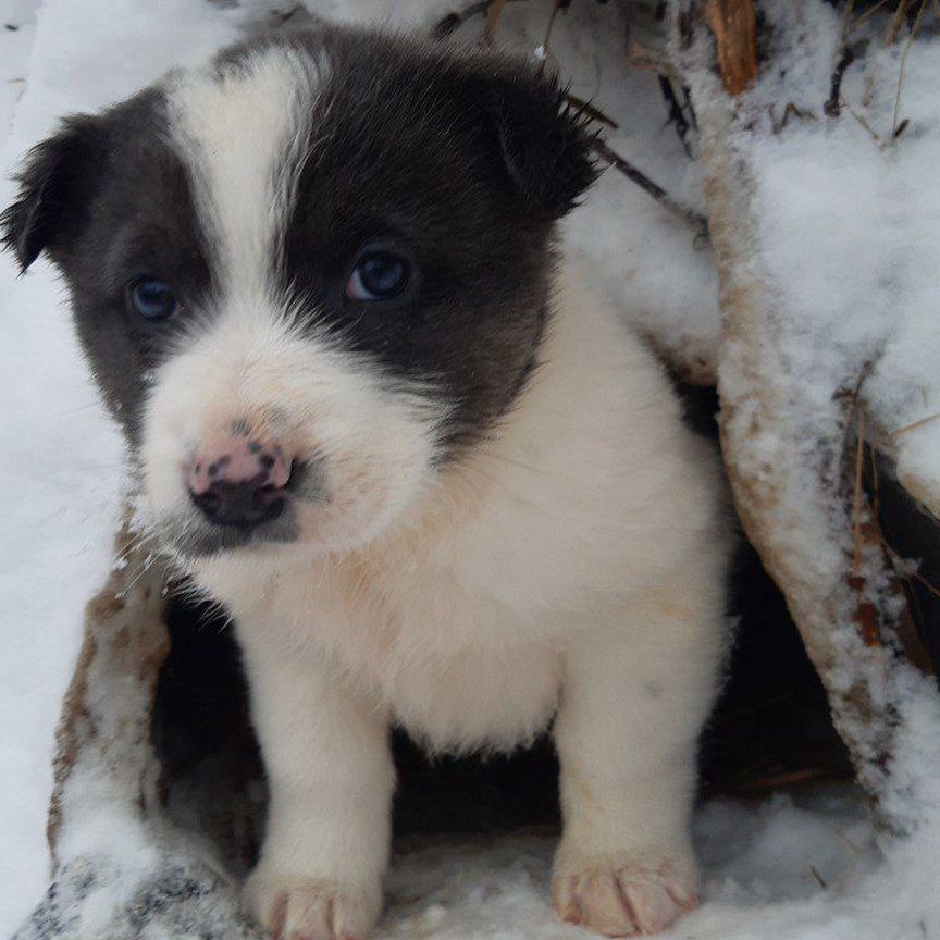 Щенок в добрые руки